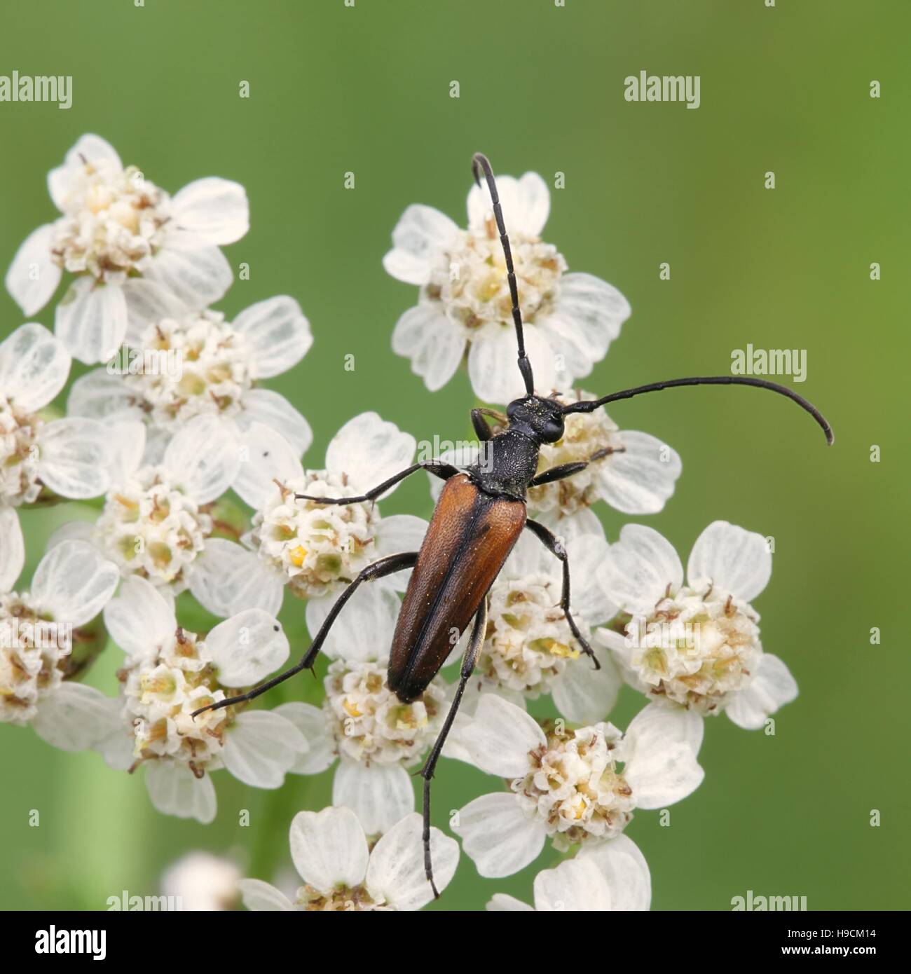 Long horned beetle hi-res stock photography and images - Alamy
