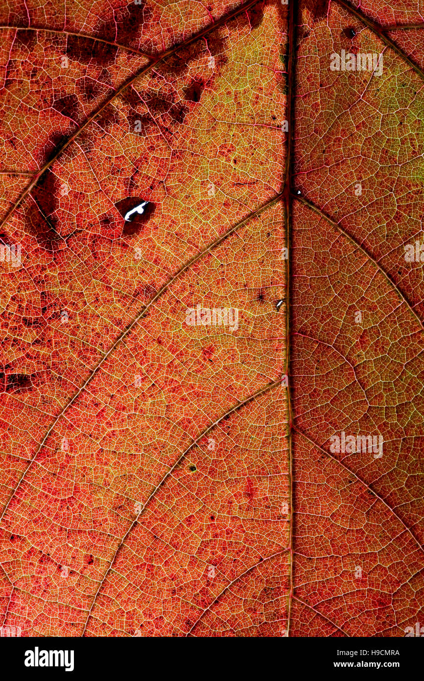Light through a Red grape Ivy autumn leaf veins, great texture of ...
