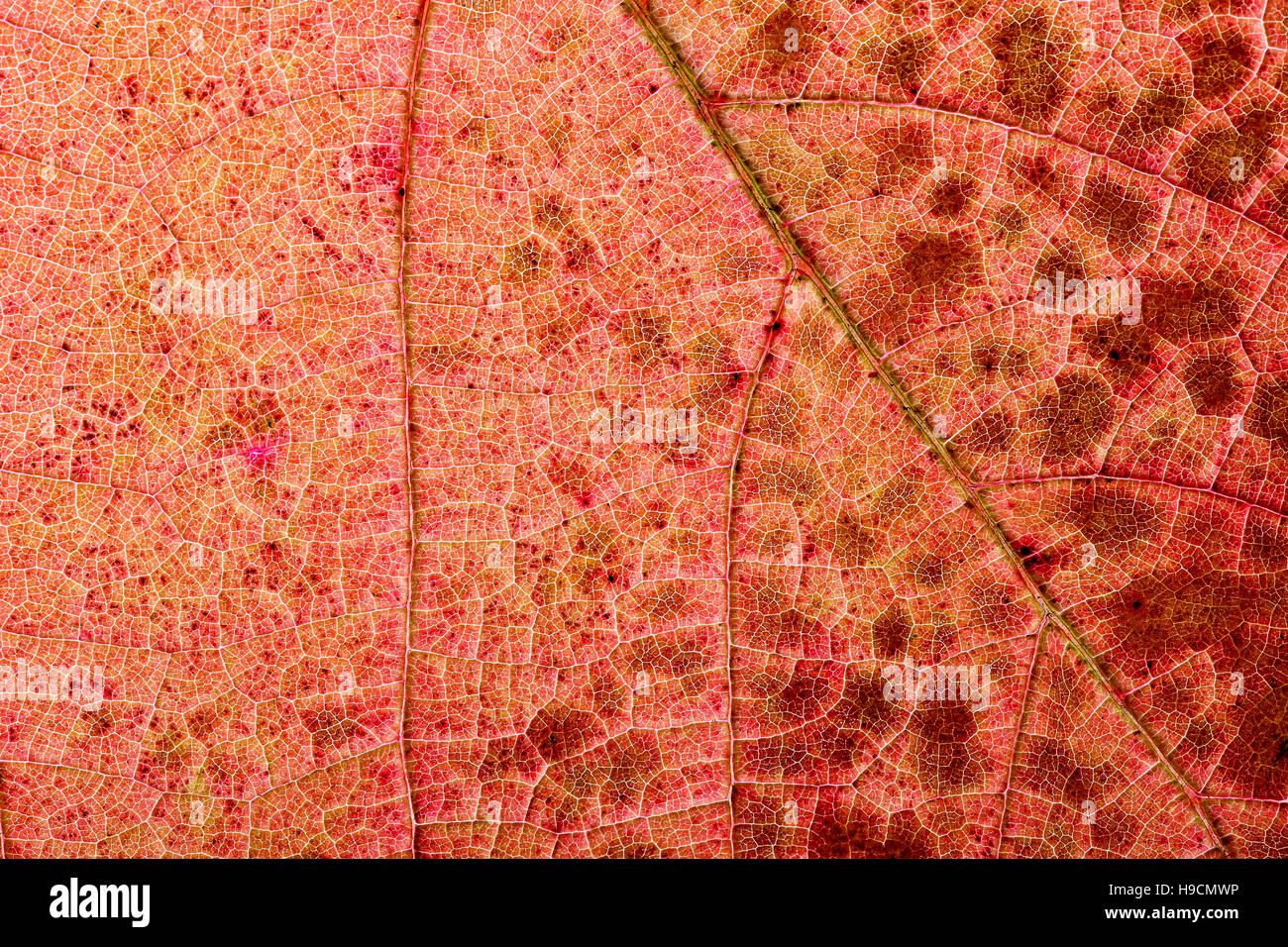 Light through a Red grape Ivy autumn leaf veins, great texture of ...
