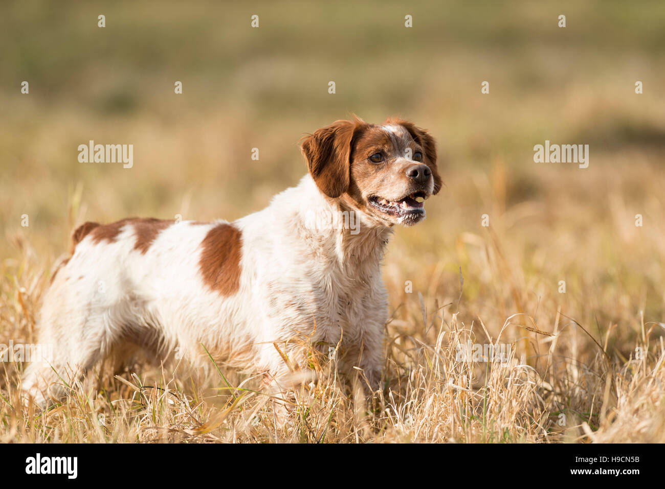 A French Brittany Spaniel Hunting Dog Stock Photo - Alamy