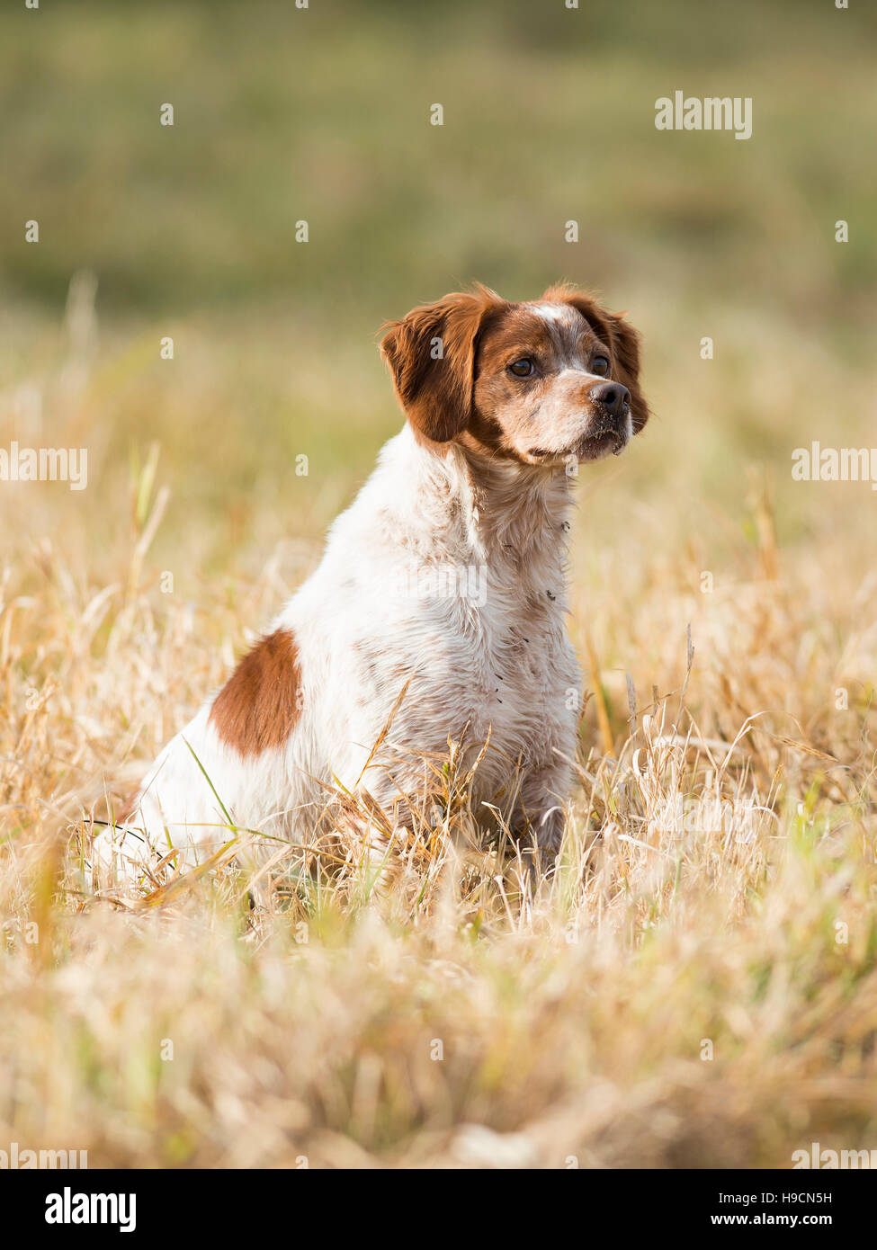 A French Brittany Spaniel Hunting Dog Stock Photo - Alamy
