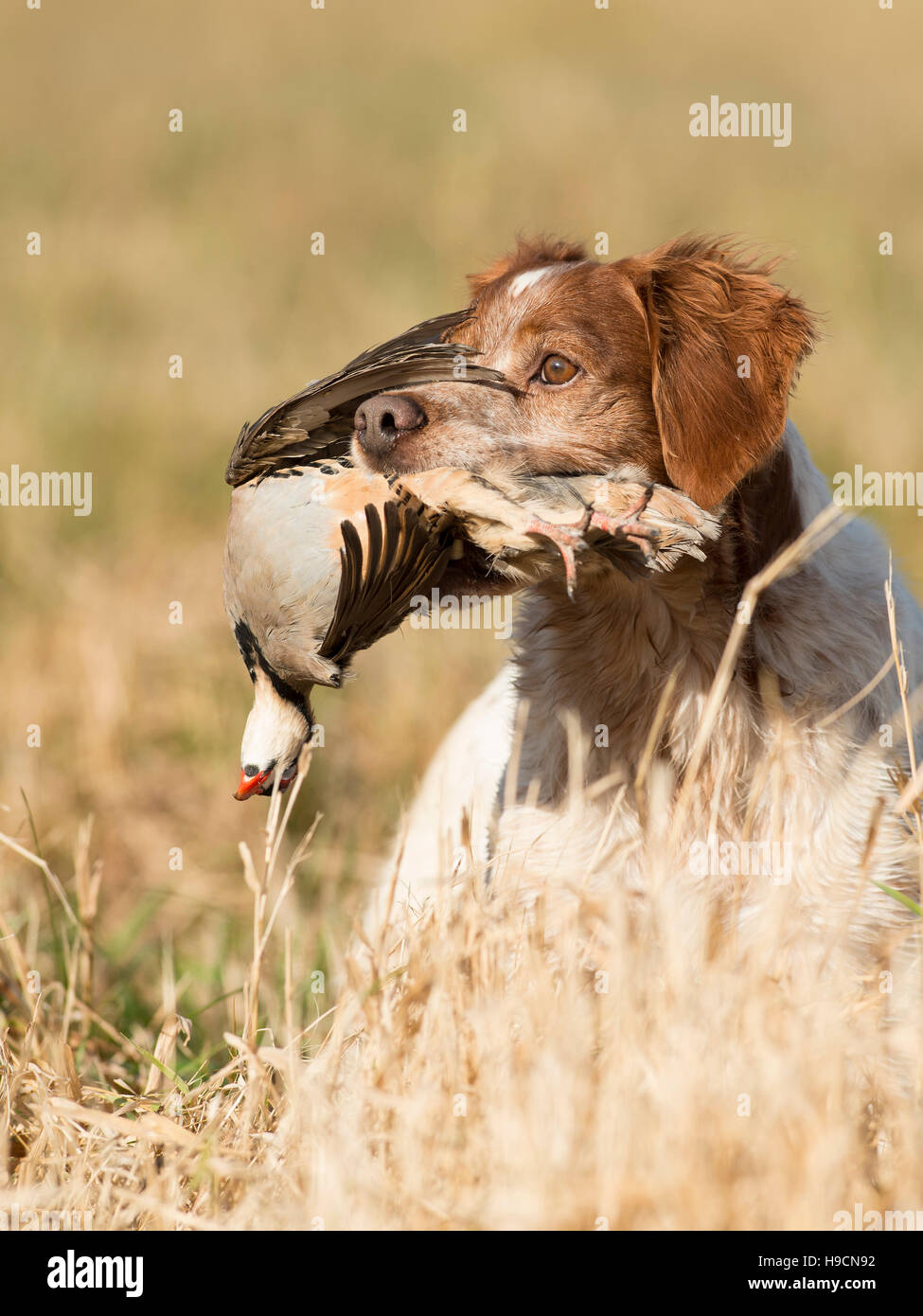 A French Brittany Spaniel with a Chukar Partridge Stock Photo - Alamy