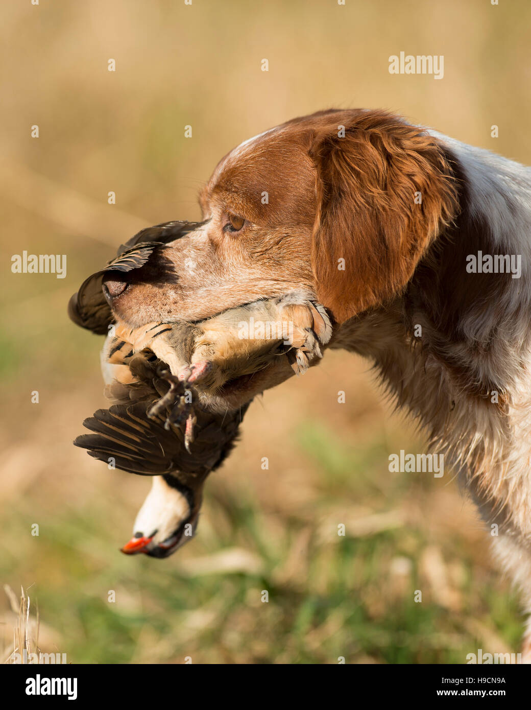 A French Brittany Spaniel with a Chukar Partridge Stock Photo - Alamy