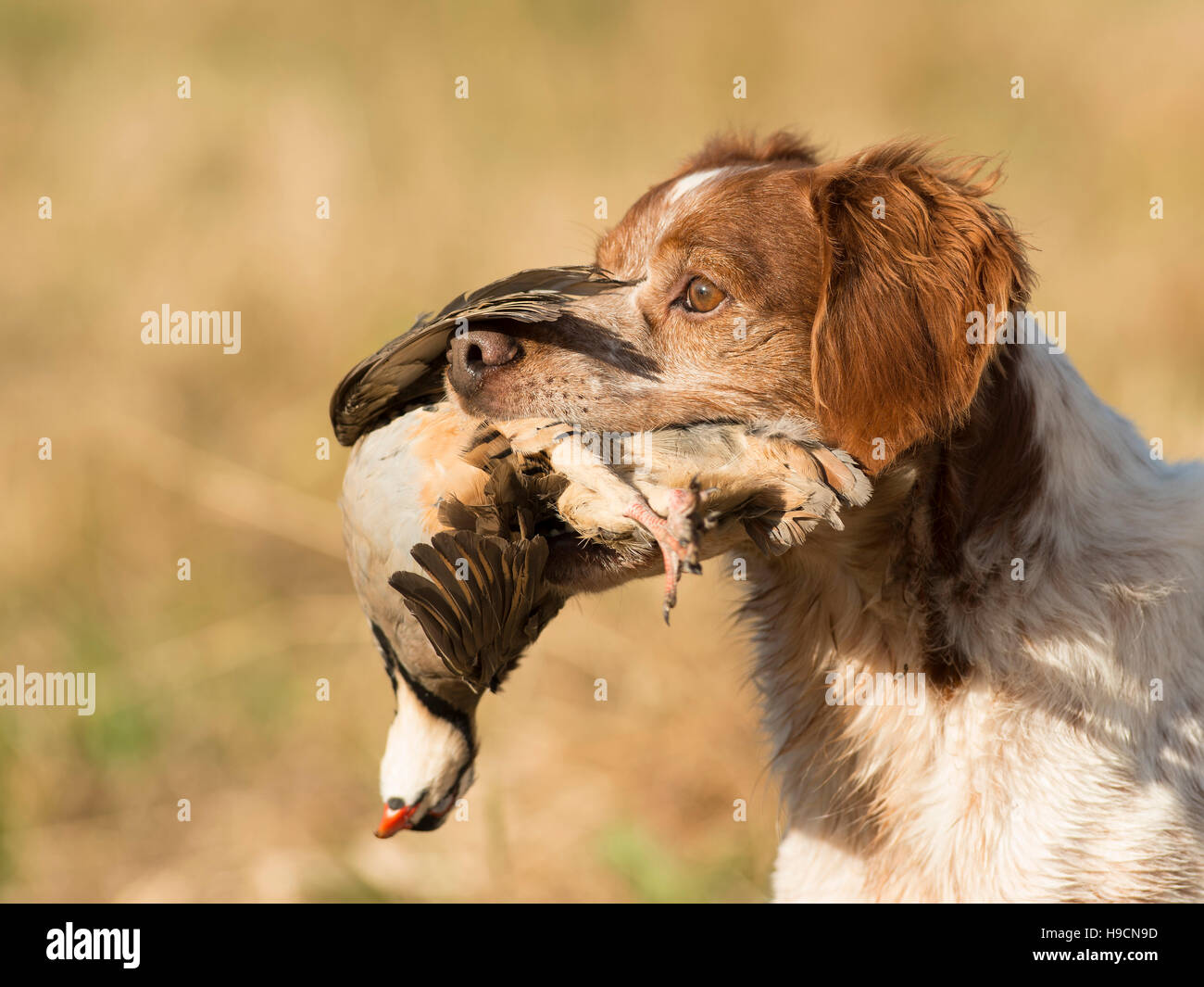 Brittany Partridge Hunting