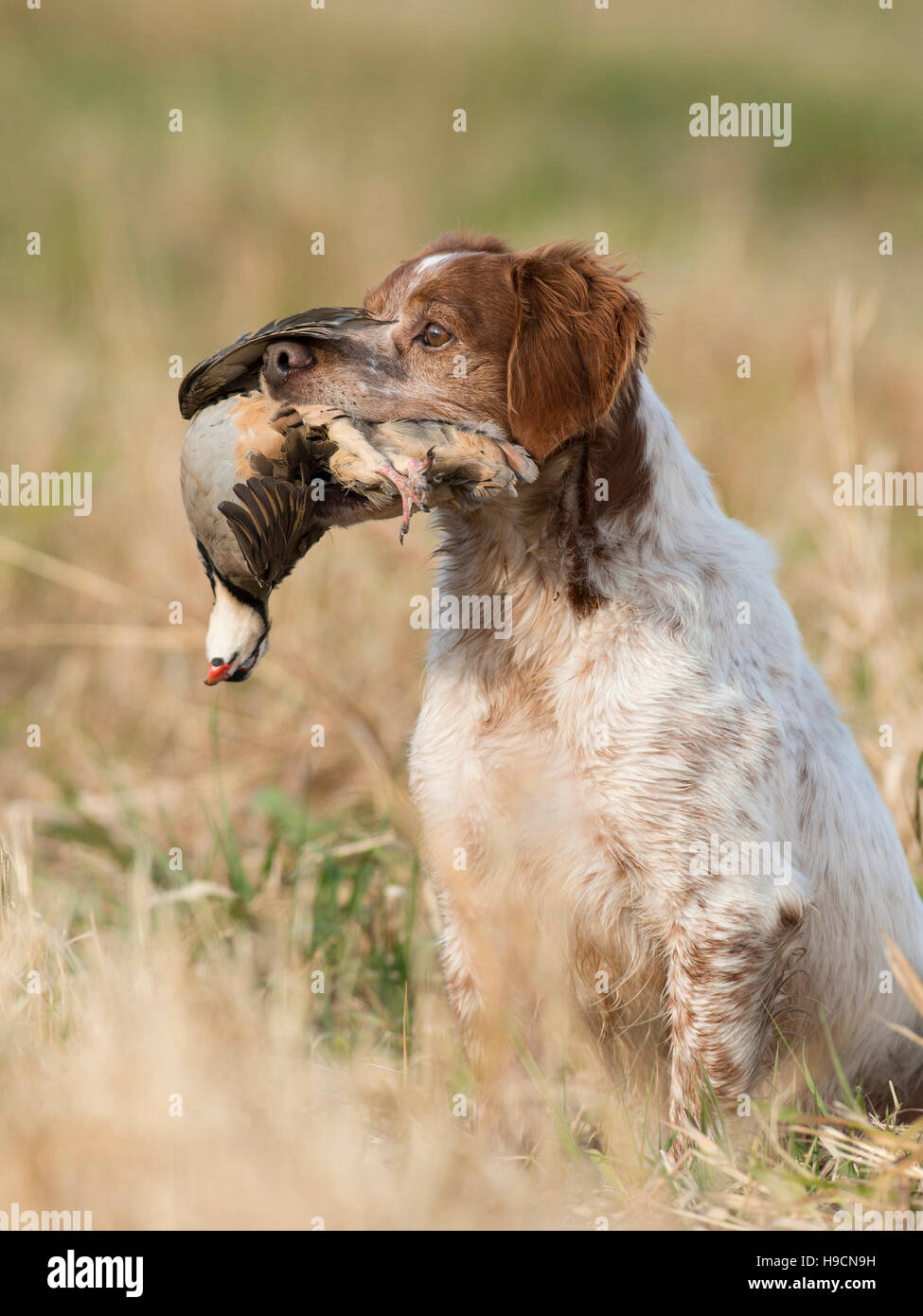 A French Brittany Spaniel with a Chukar Partridge Stock Photo - Alamy