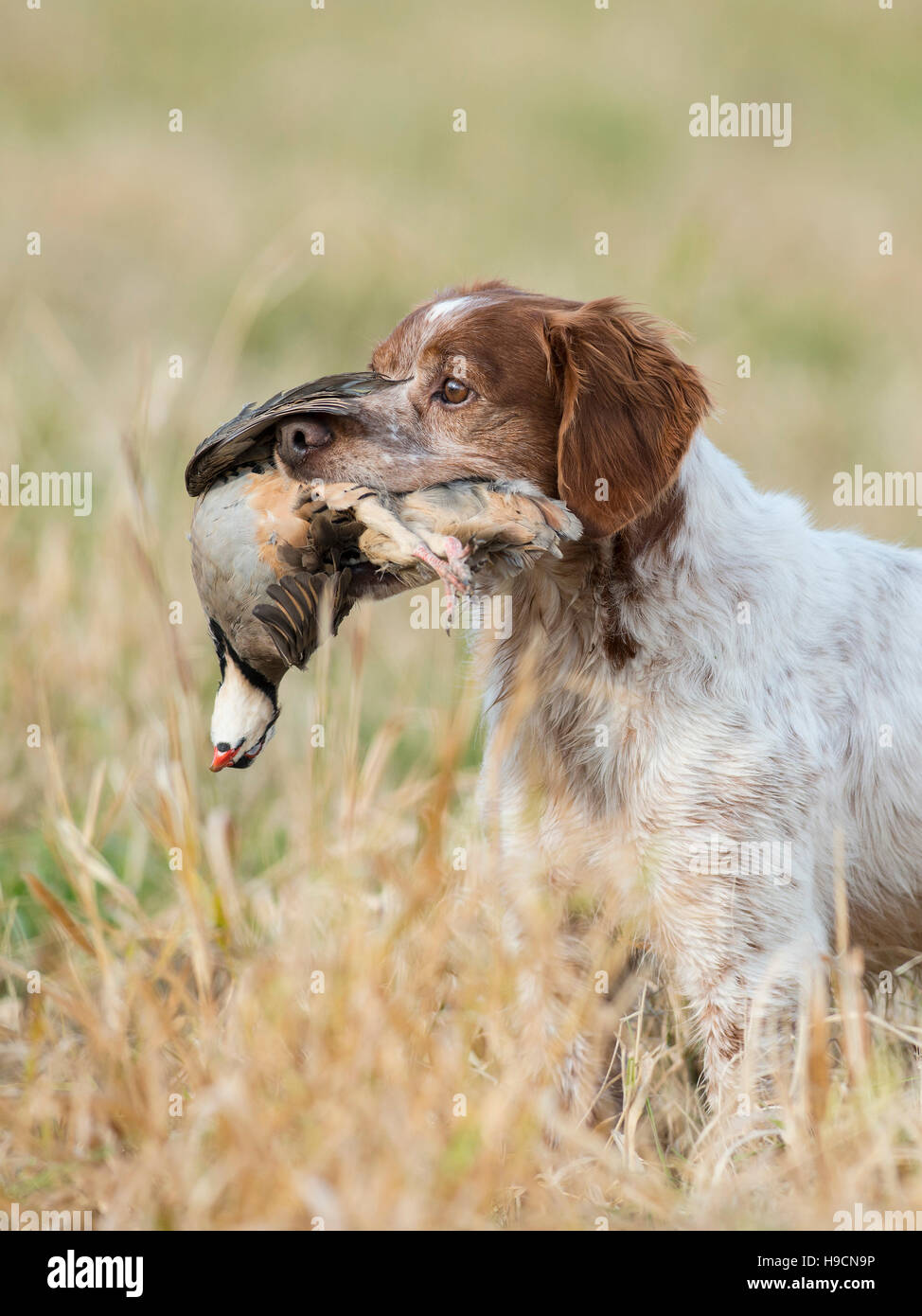 A French Brittany Spaniel with a Chukar Partridge Stock Photo - Alamy