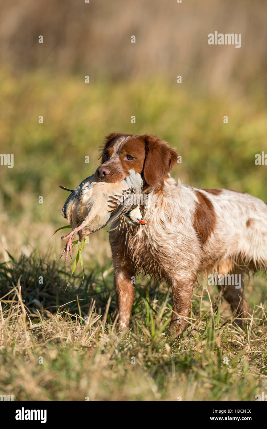 A French Brittany Spaniel with a Chukar Partridge Stock Photo - Alamy