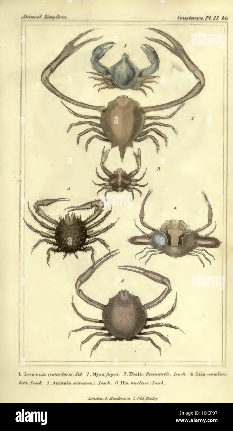 Vintage illustrated catalogue hi-res stock photography and images - Alamy