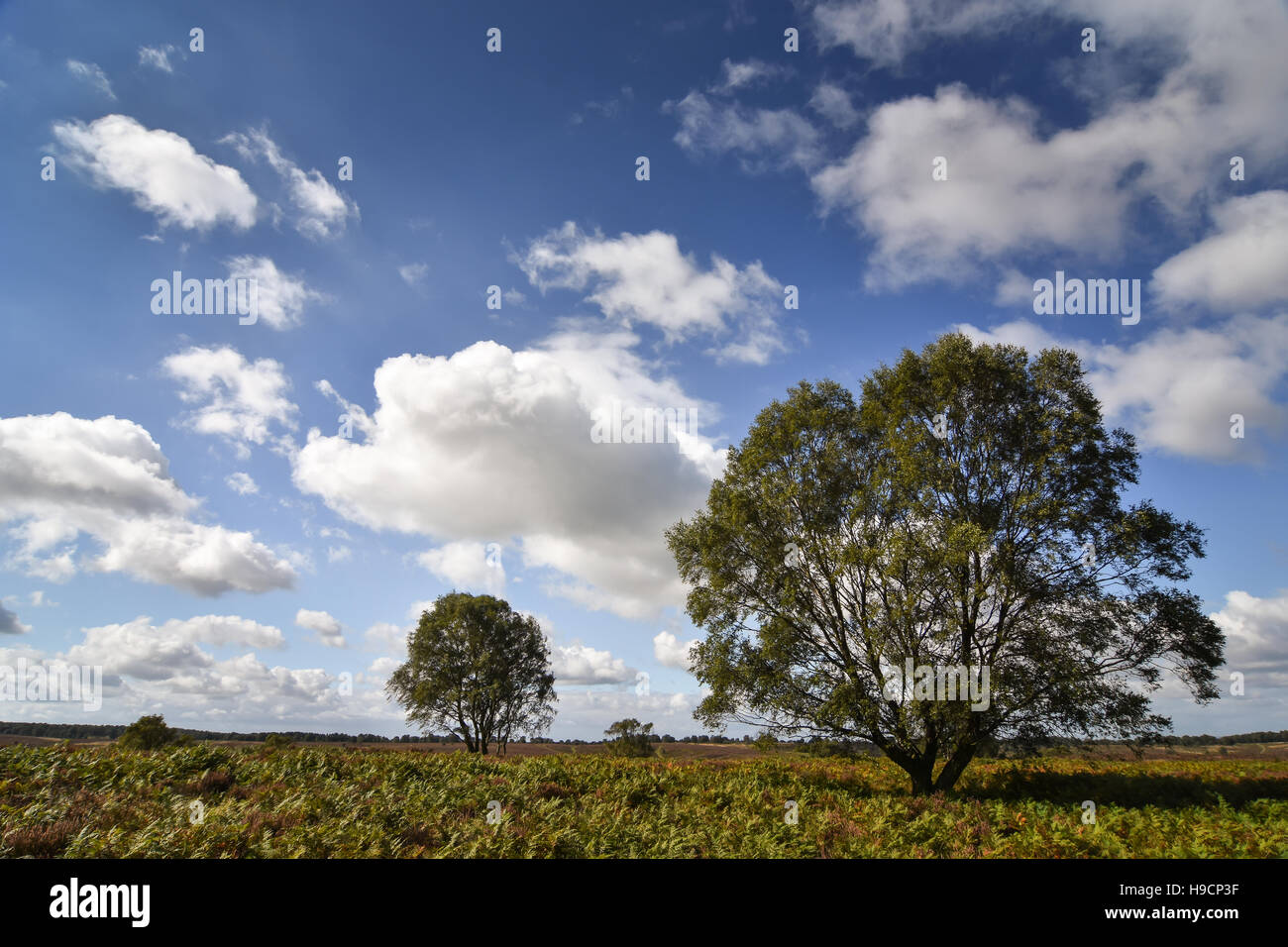 Cannock Chase Landscape, Staffordshire, England, UK Stock Photo - Alamy