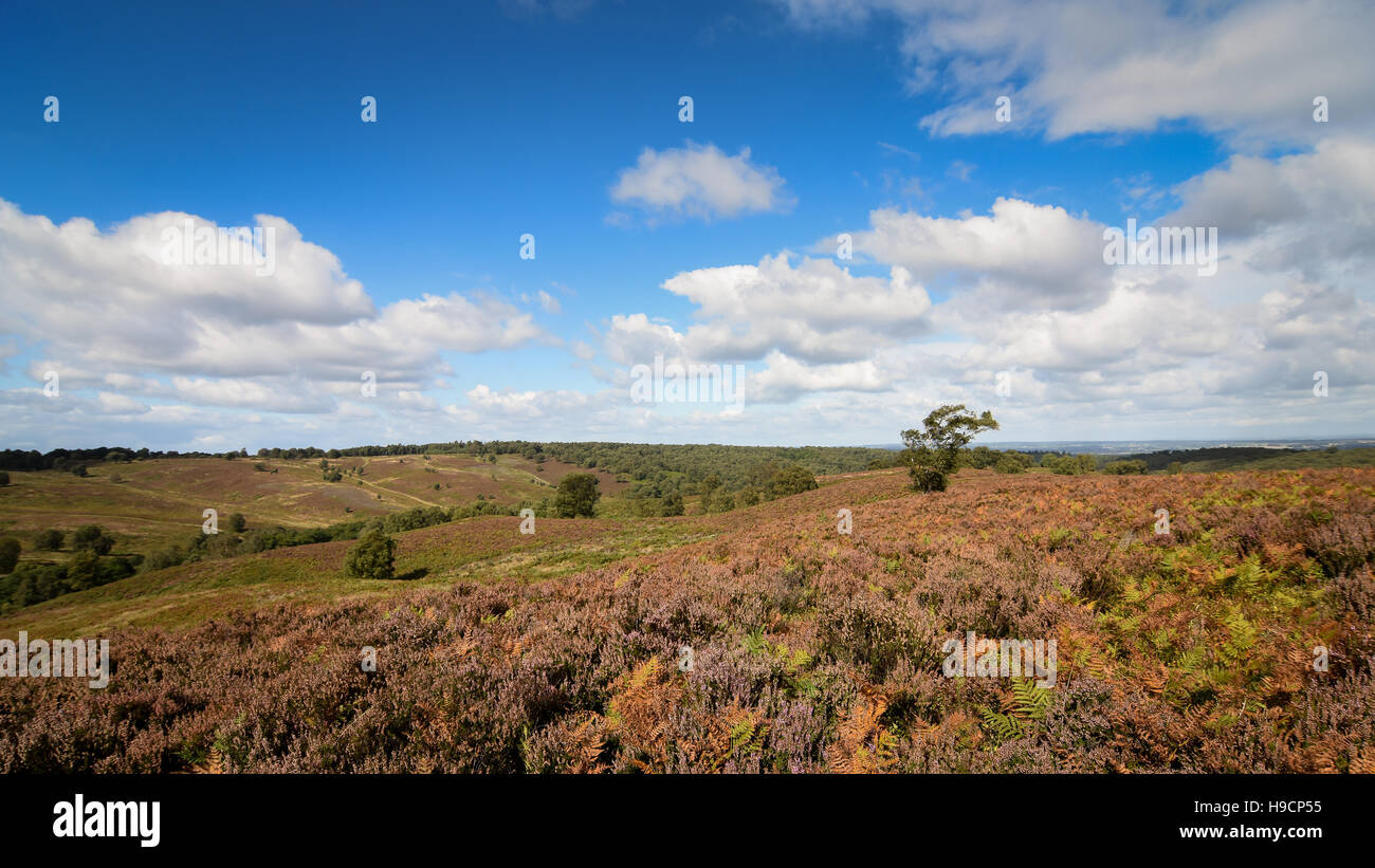 Cannock chase landscape hi-res stock photography and images - Alamy