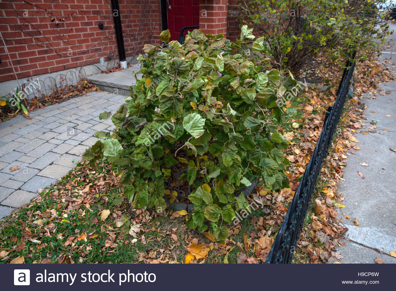 Curly Hazel Branch High Resolution Stock Photography and Images - Alamy