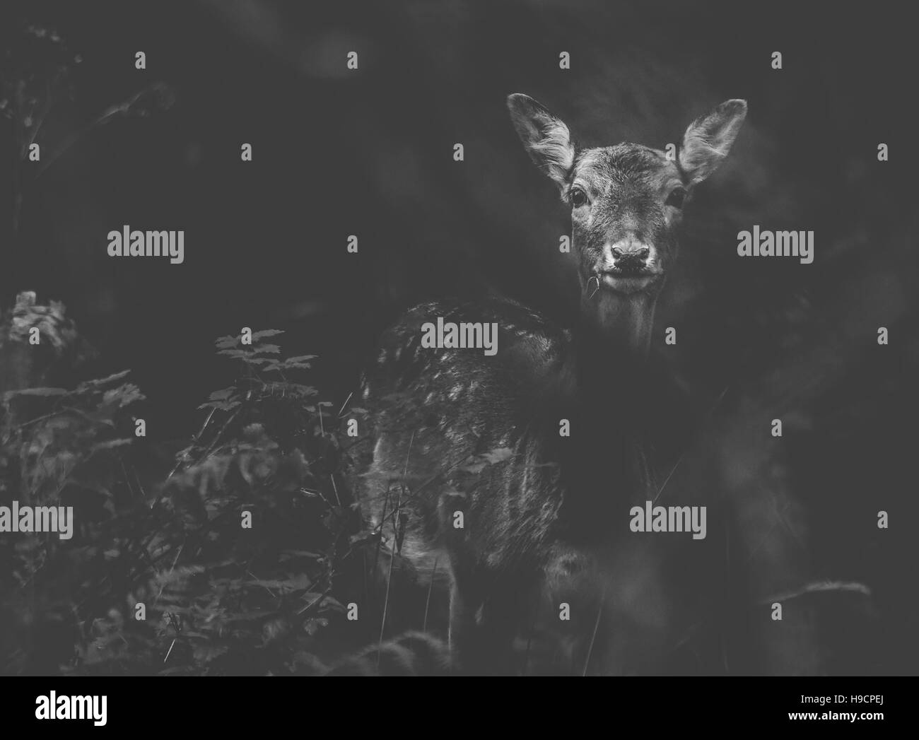 Cannock chase wildlife hi-res stock photography and images - Alamy