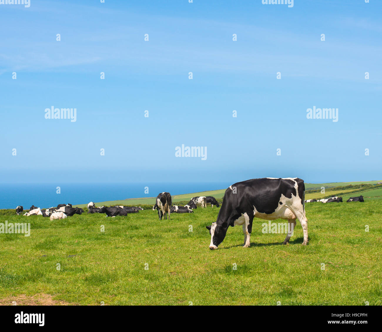 Dairy cows in lush pasture in Cornwall, UK with blue ocean in ...