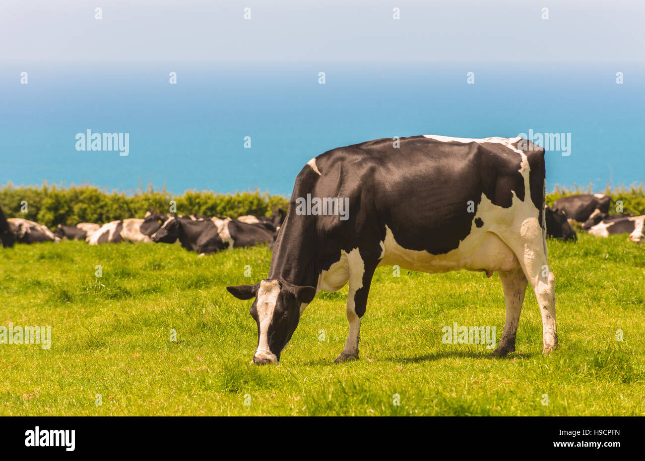 Dairy cows in lush pasture in Cornwall, UK with blue ocean in ...