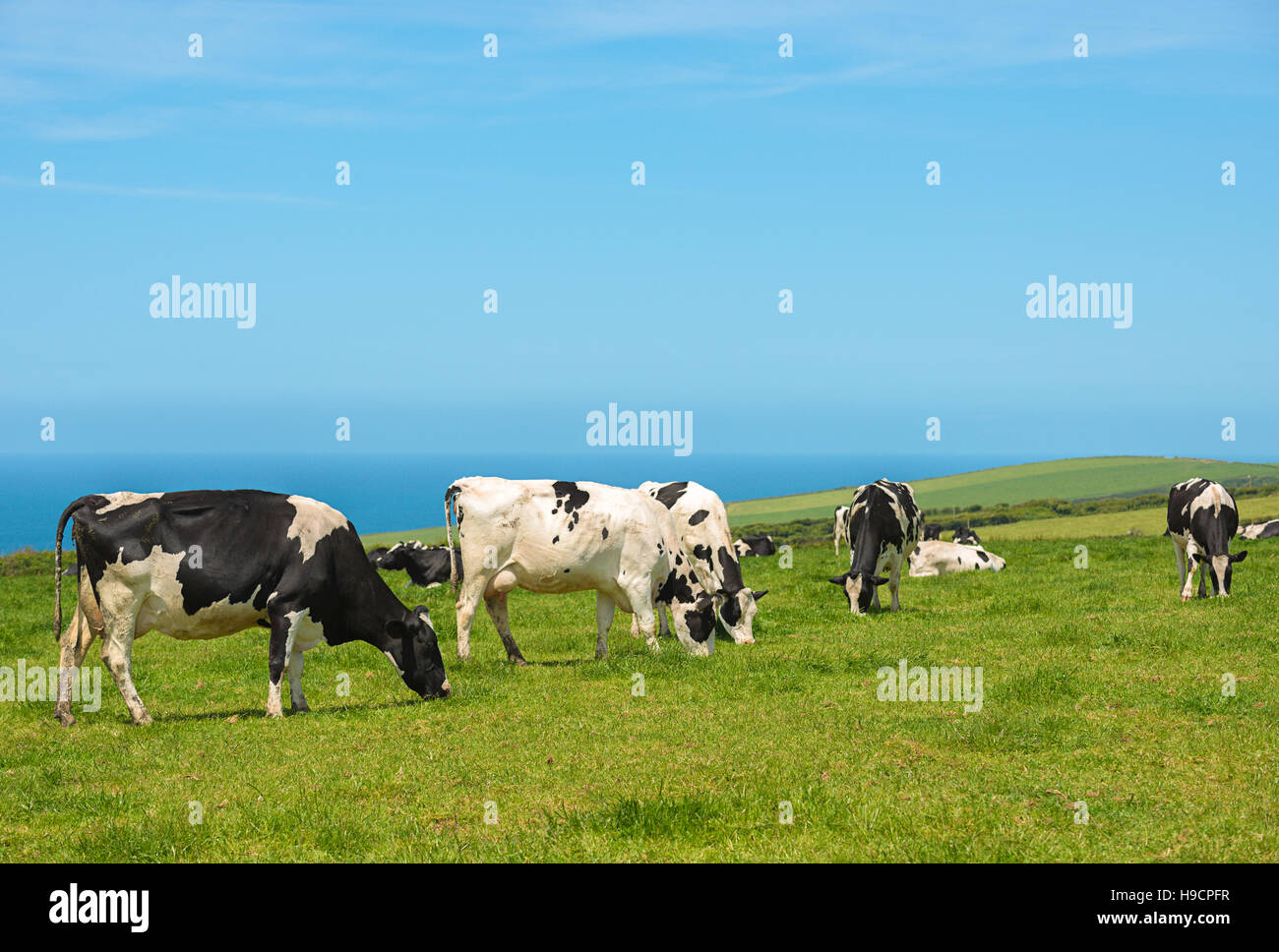 Dairy cows in lush pasture in Cornwall, UK with blue ocean in ...