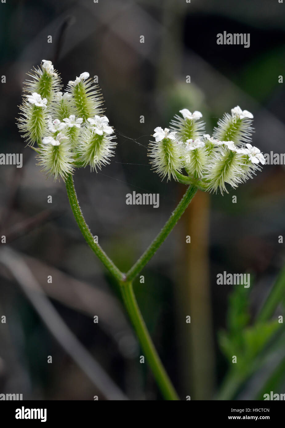 Hedge parsley hi-res stock photography and images - Alamy