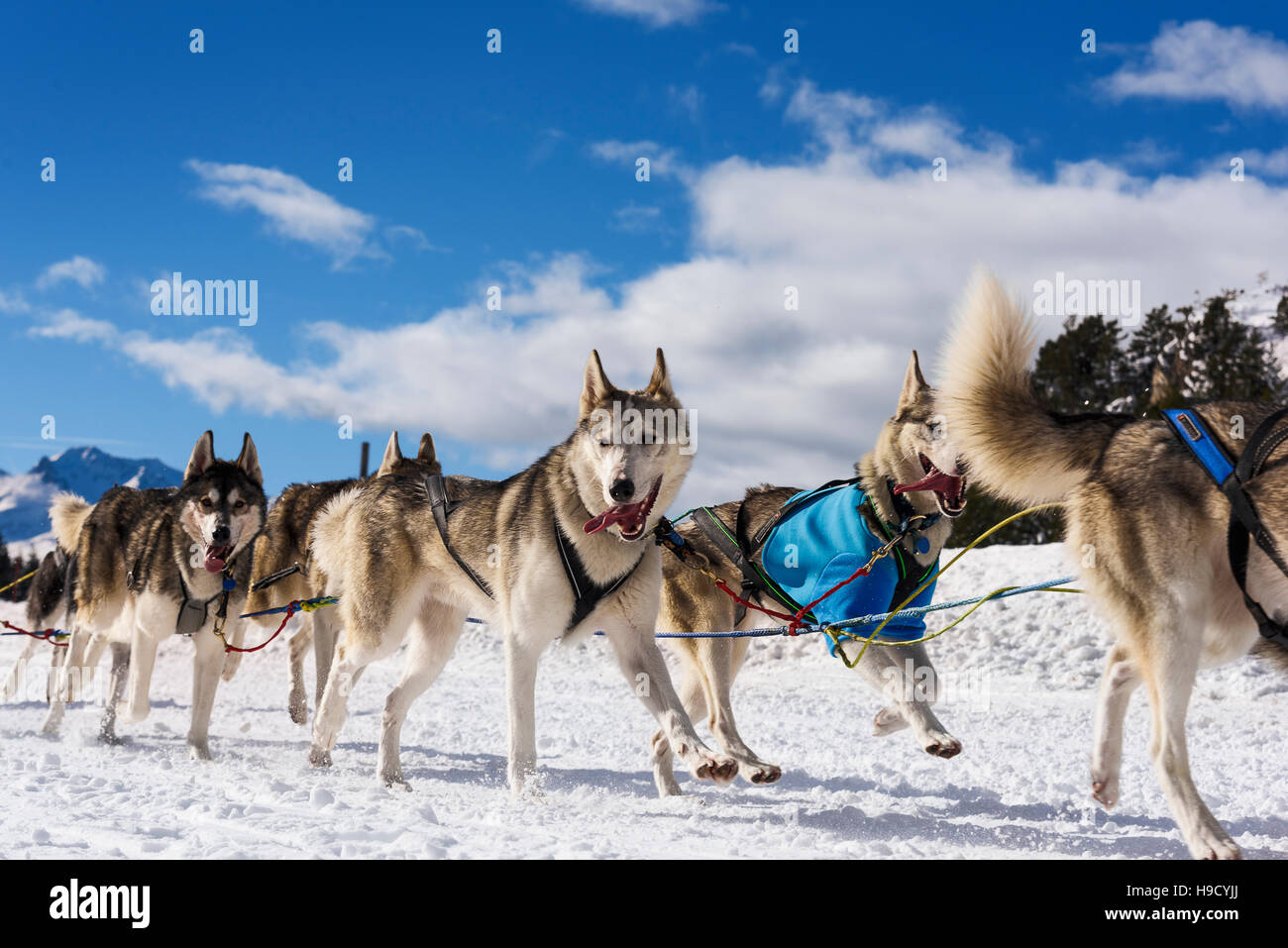 Siberian husky at snow winter competition race in fmountain Stock Photo ...