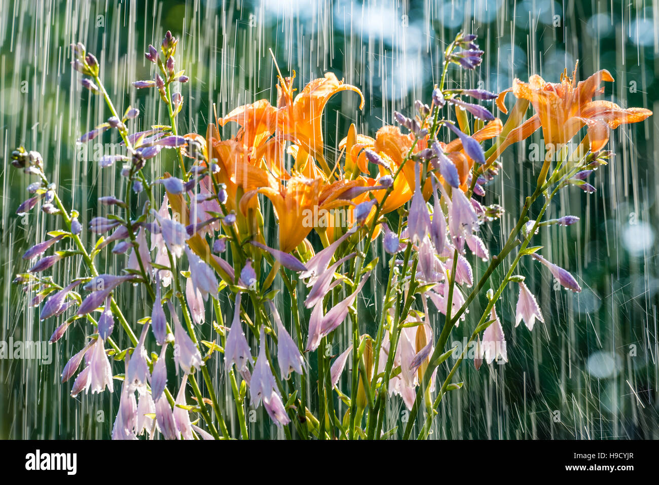 Summer rain and wild flowers Stock Photo - Alamy