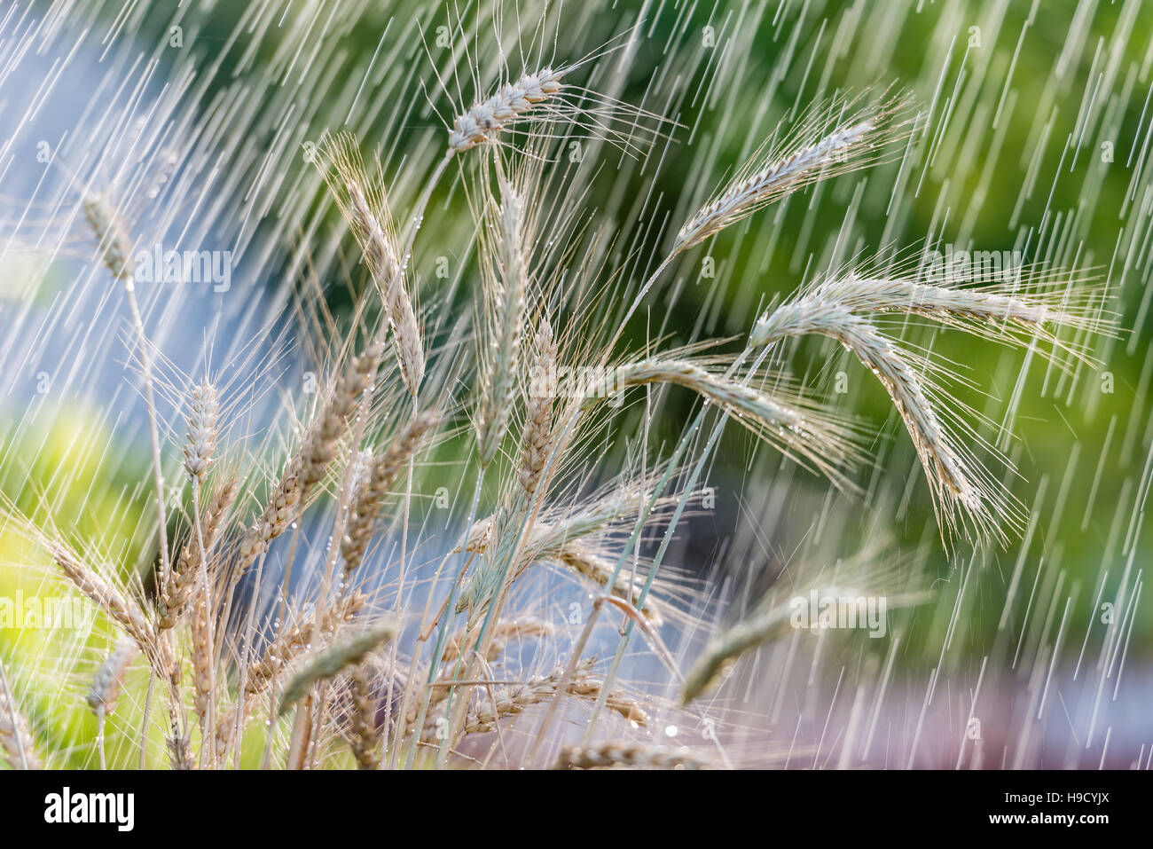 Summer rain and wheat spikelets Stock Photo - Alamy