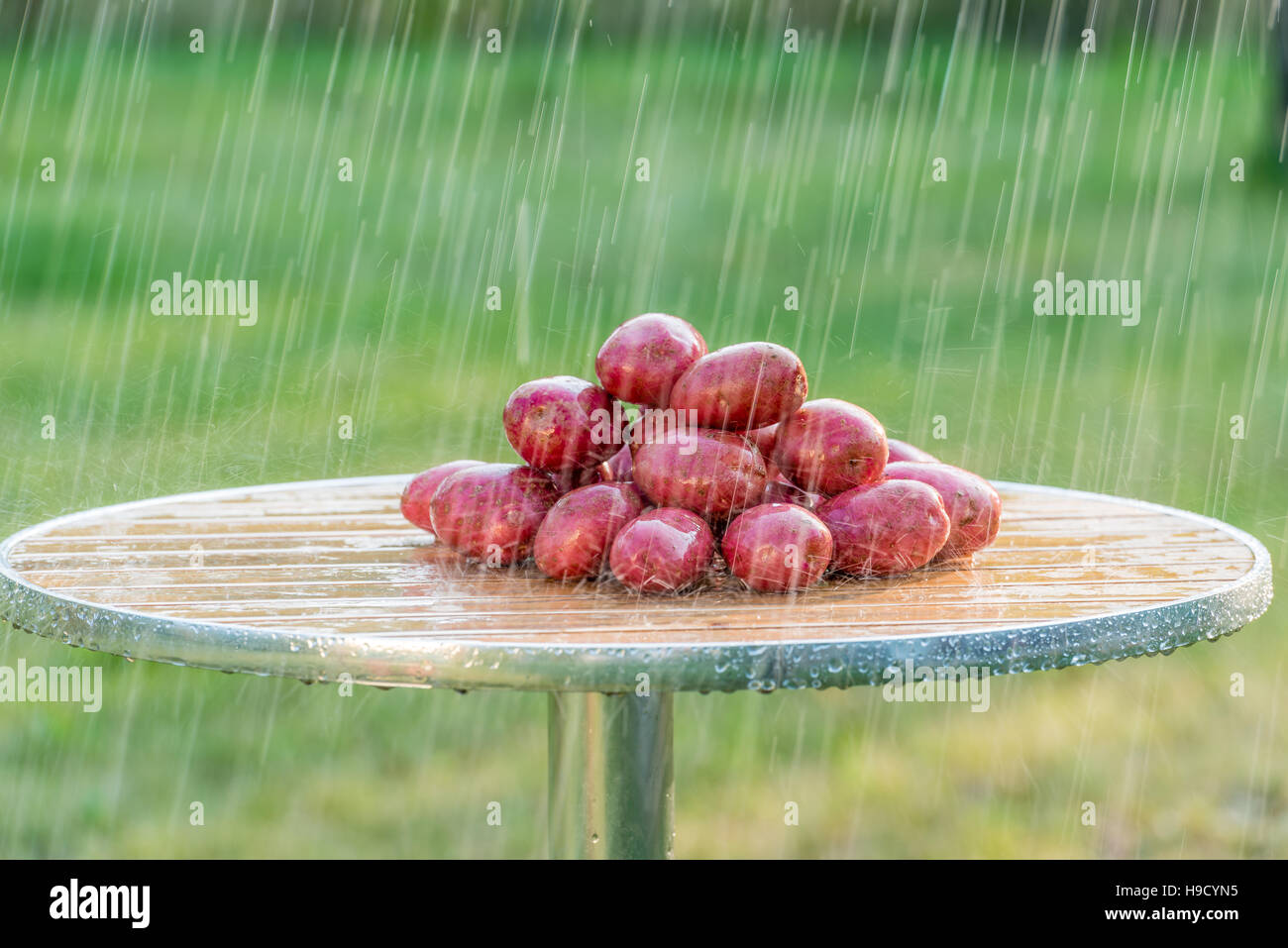 The fruits of potatoes and summer rain Stock Photo - Alamy