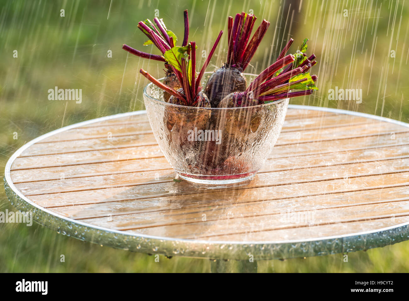 Summer rain and beets Stock Photo - Alamy
