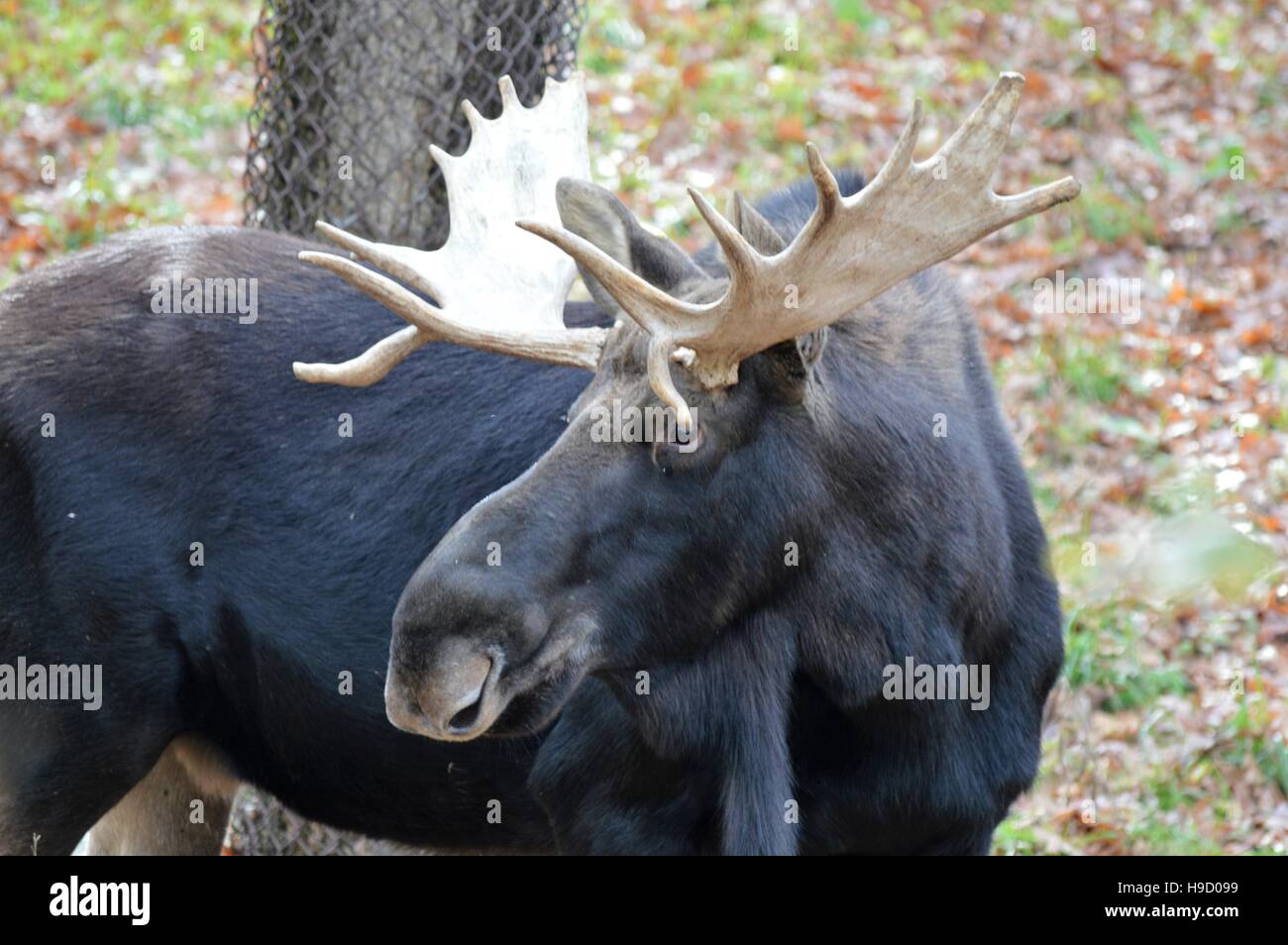 Moose adult hi-res stock photography and images - Alamy
