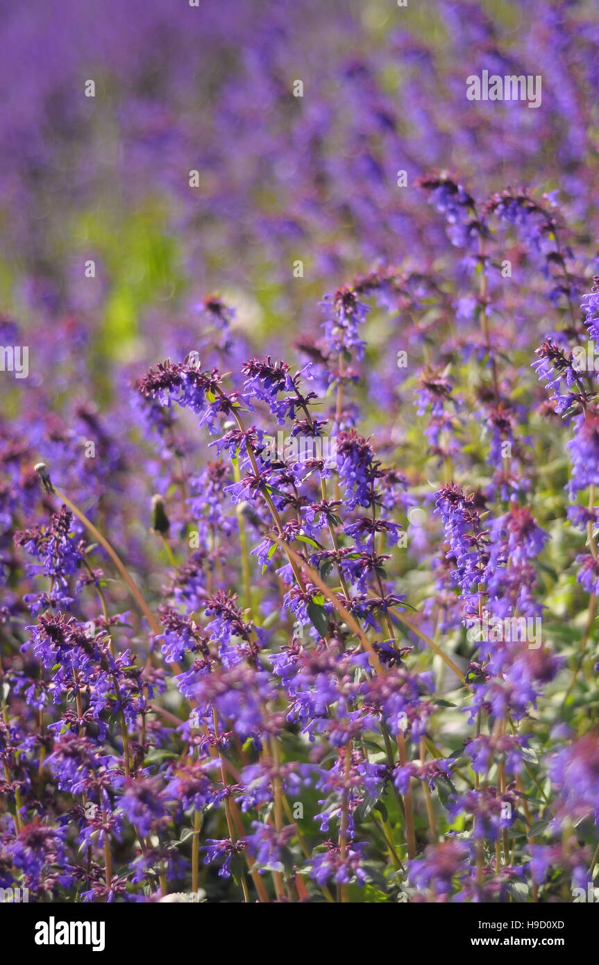 Abstract beautiful pink violet flowers on field Stock Photo - Alamy