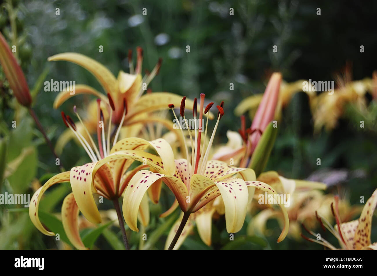 Beautiful summer colors flowers in a garden Stock Photo - Alamy