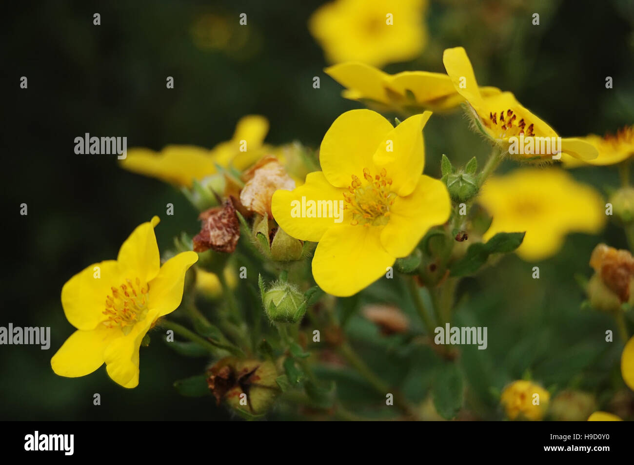 Beautiful summer colors flowers in a garden Stock Photo - Alamy