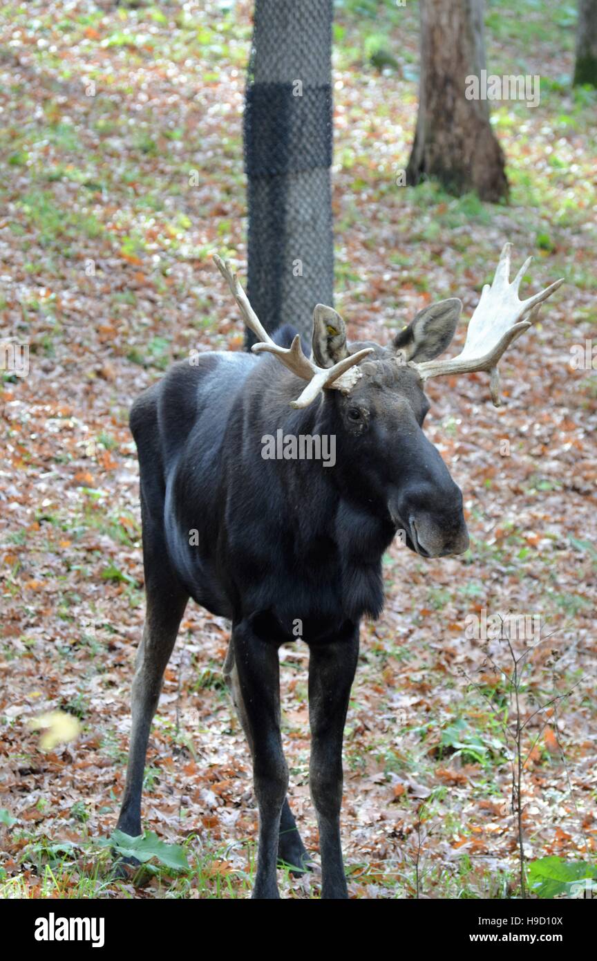 Moose profile hi-res stock photography and images - Alamy