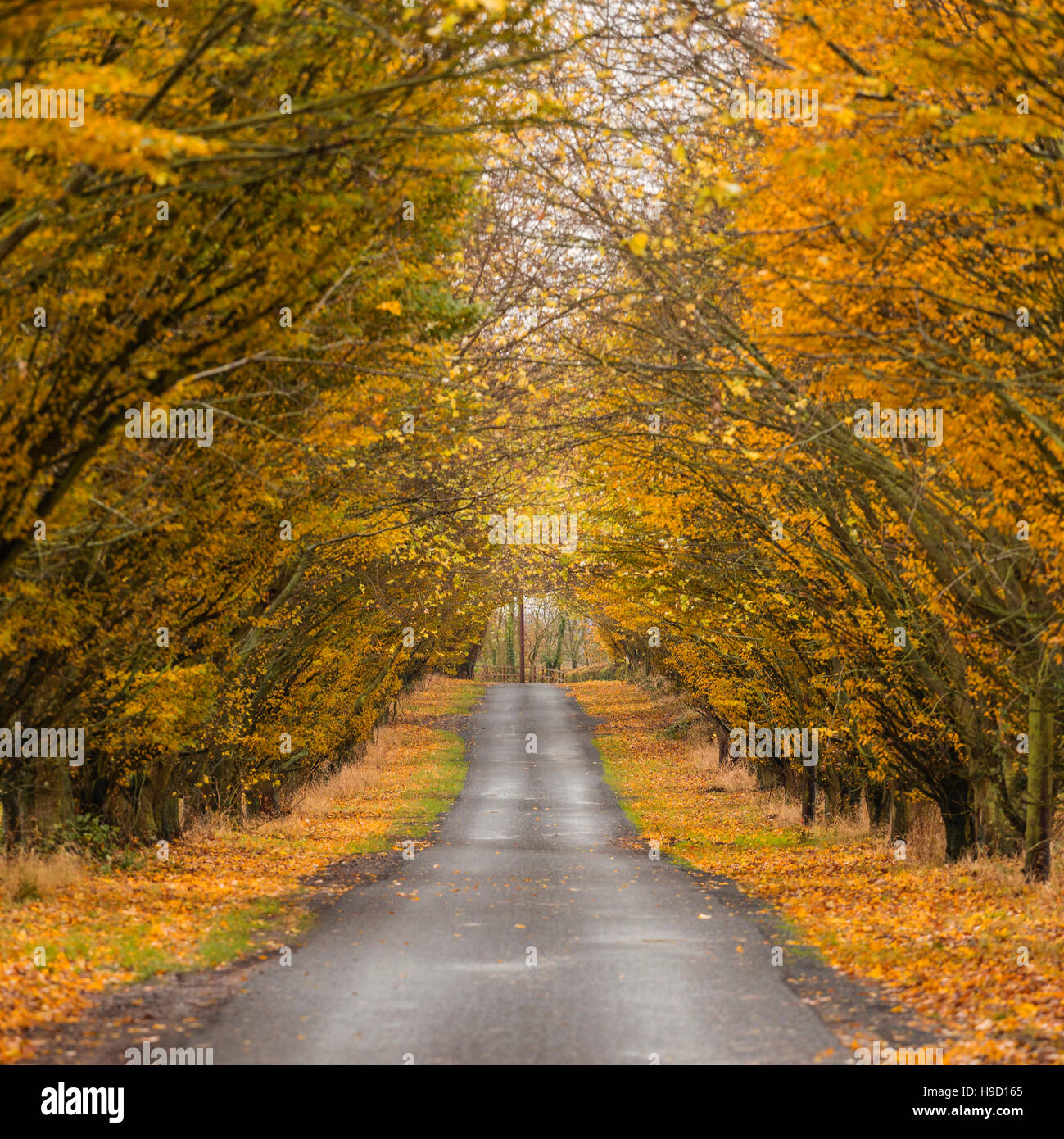 Country Lane with Trees in Autumn Colour Stock Photo - Alamy