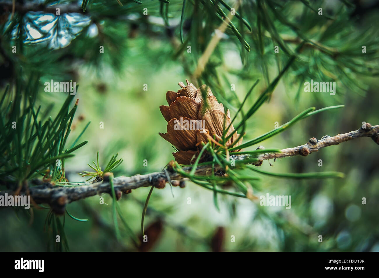 Ovulate cone of larch tree, spring, beginning of June Stock Photo - Alamy