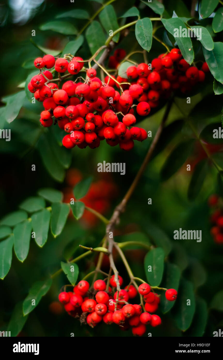 Blurred background - rowan tree with bright red berries Stock Photo - Alamy