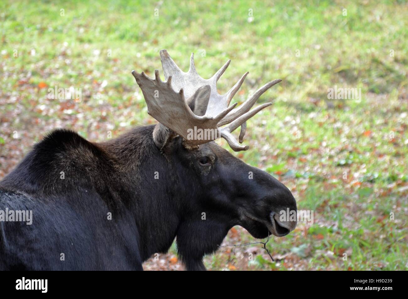 Moose adult hi-res stock photography and images - Alamy
