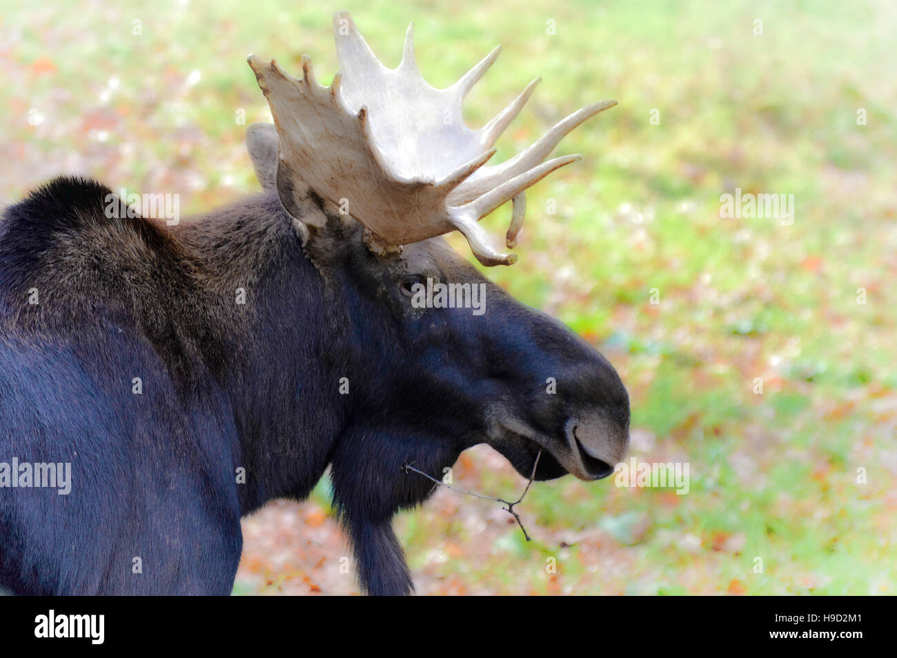Moose adult hi-res stock photography and images - Alamy