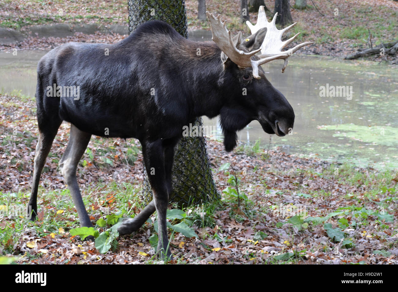 Moose adult hi-res stock photography and images - Alamy