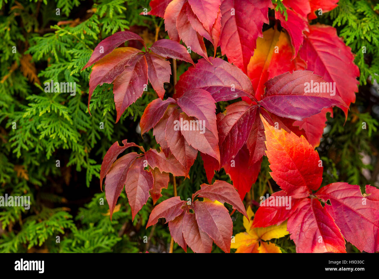 Fall leaves background Stock Photo - Alamy