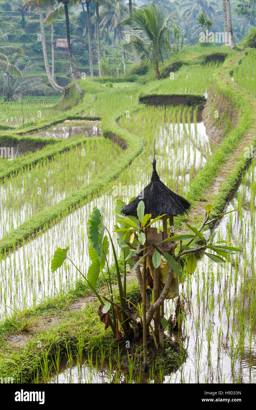 A religious shrine in a rice terrace on the outskirts of Ubud, Bali ...