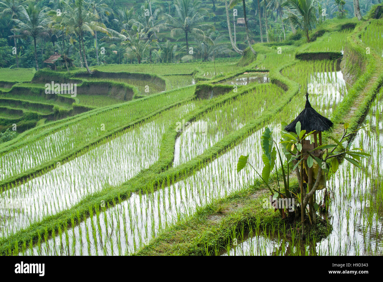 A religious shrine in a rice terrace on the outskirts of Ubud, Bali ...