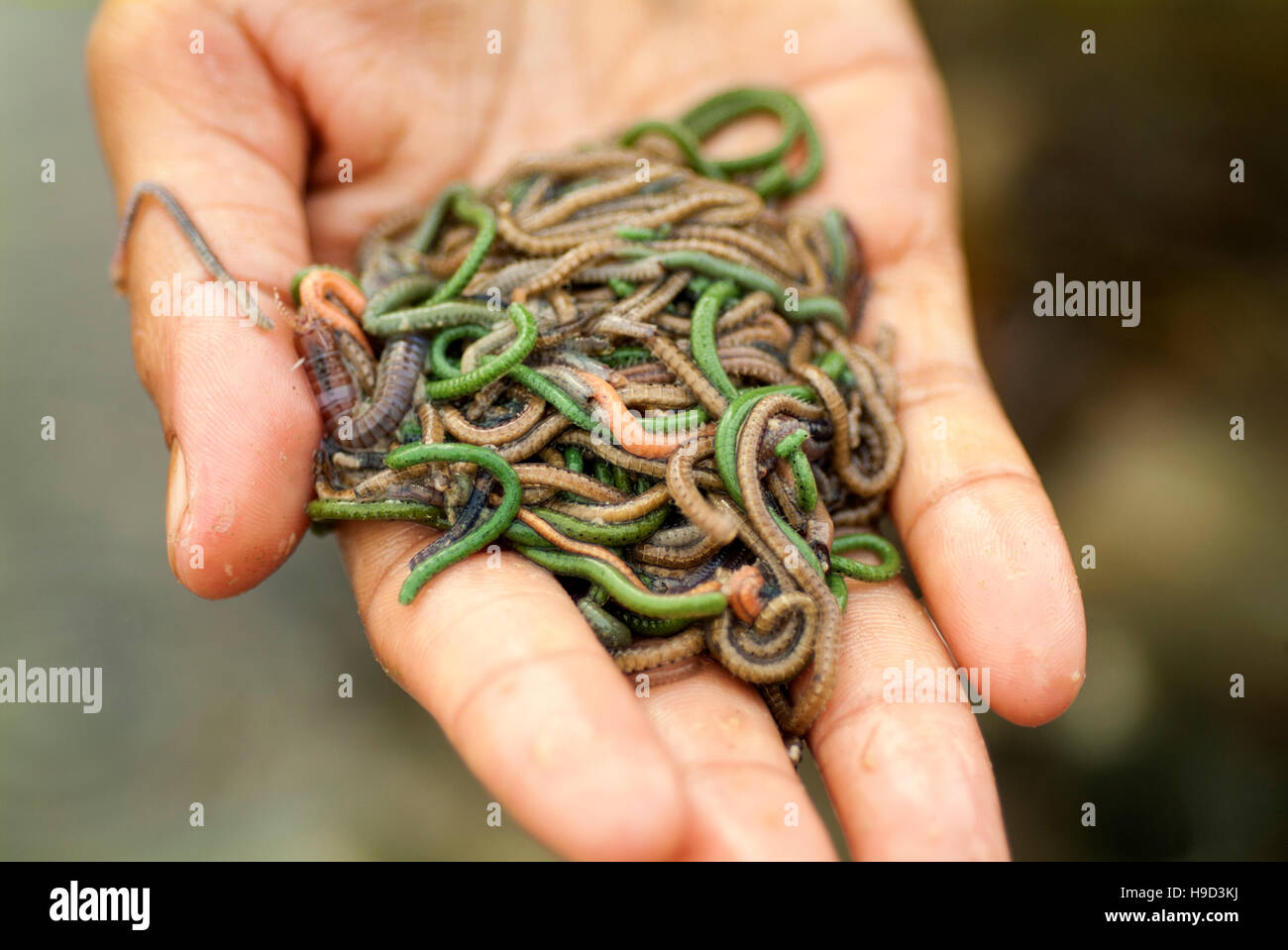 A collecting a sea worm called nyale, whose arrival on the beach ...