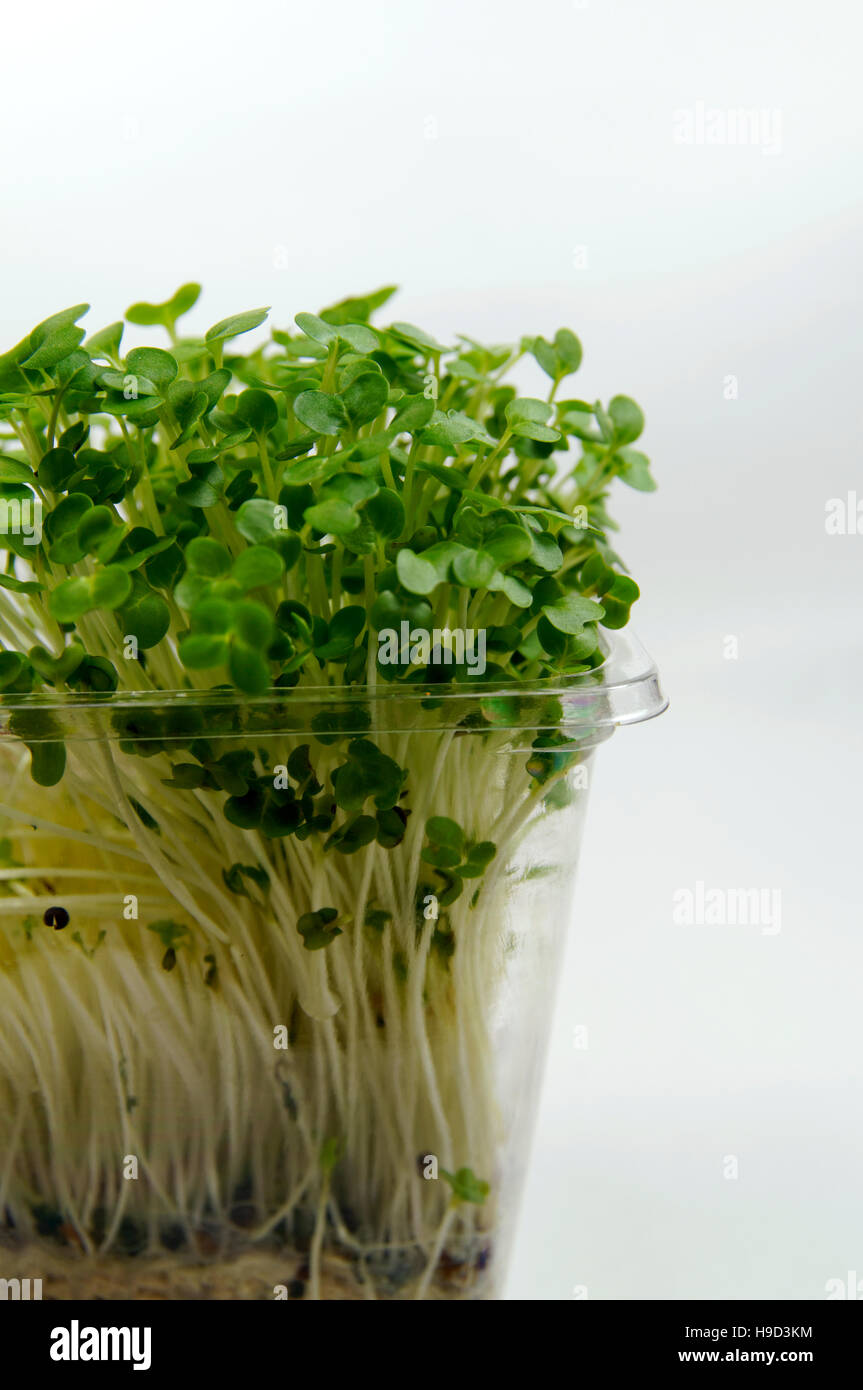 Mustard and cress Stock Photo - Alamy