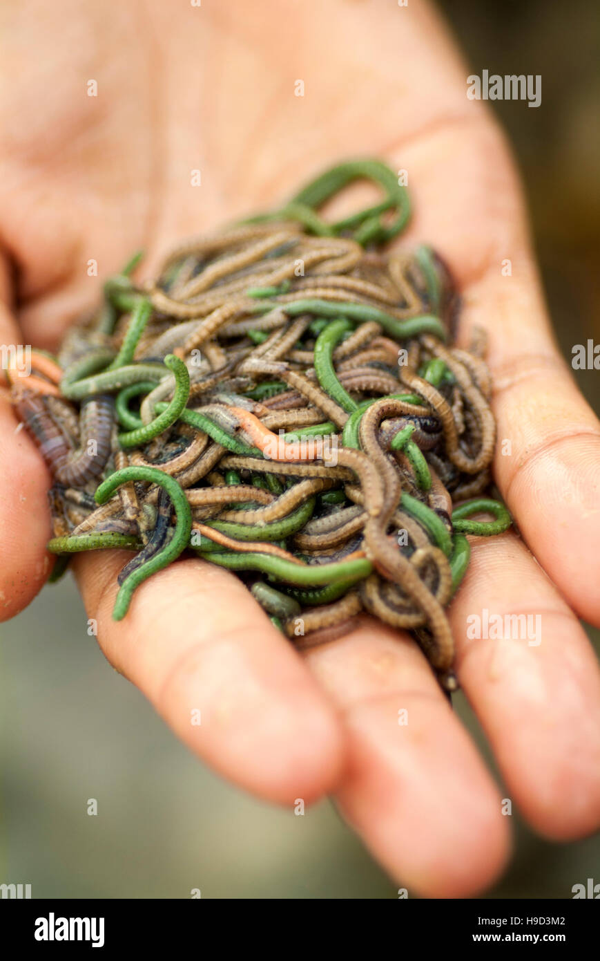 A collecting a sea worm called nyale, whose arrival on the beach ...