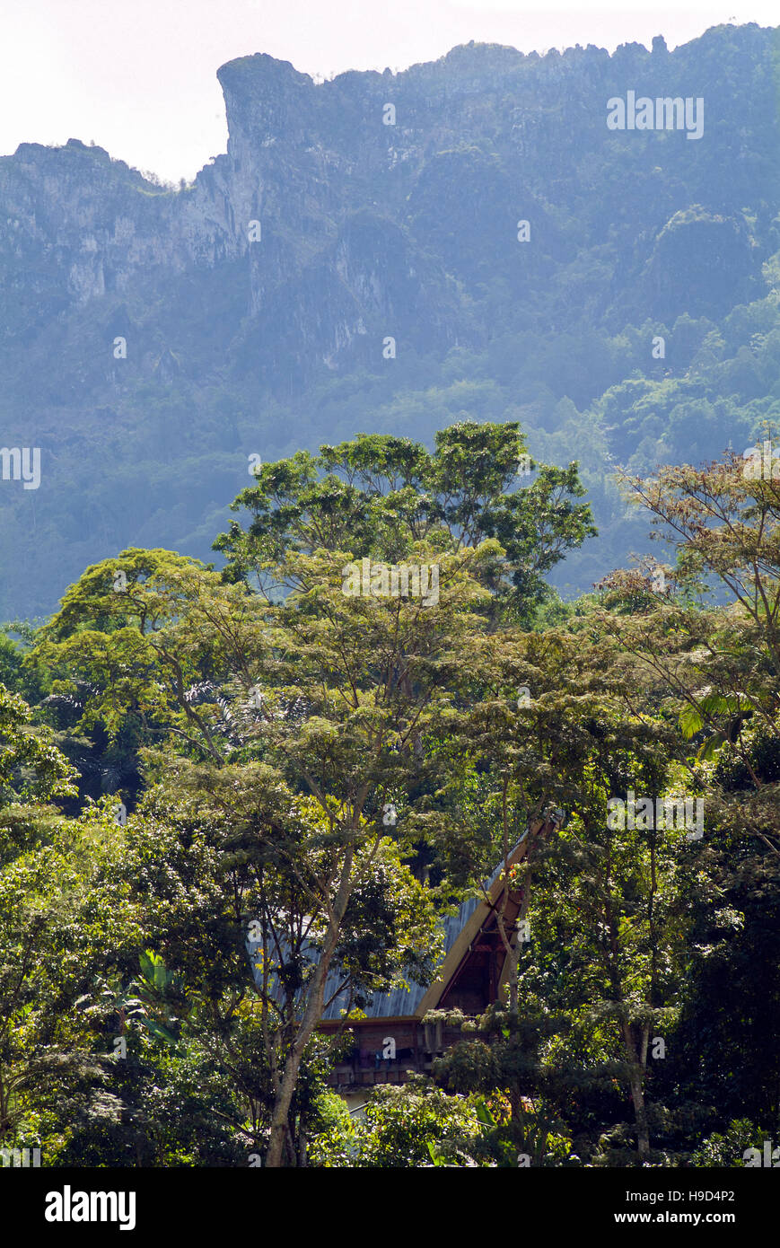 A traditional houses hidden among trees in Tana Toraja on Sulawesi ...