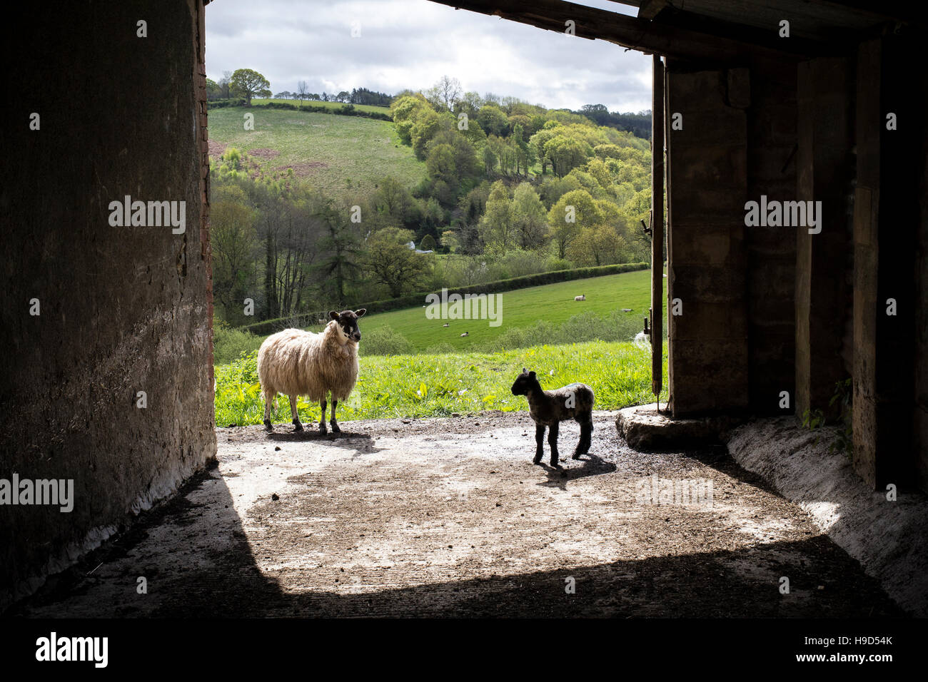sheep farming in Devon,Sheep shearing on Dartmoor,Devon,sheep farming ...