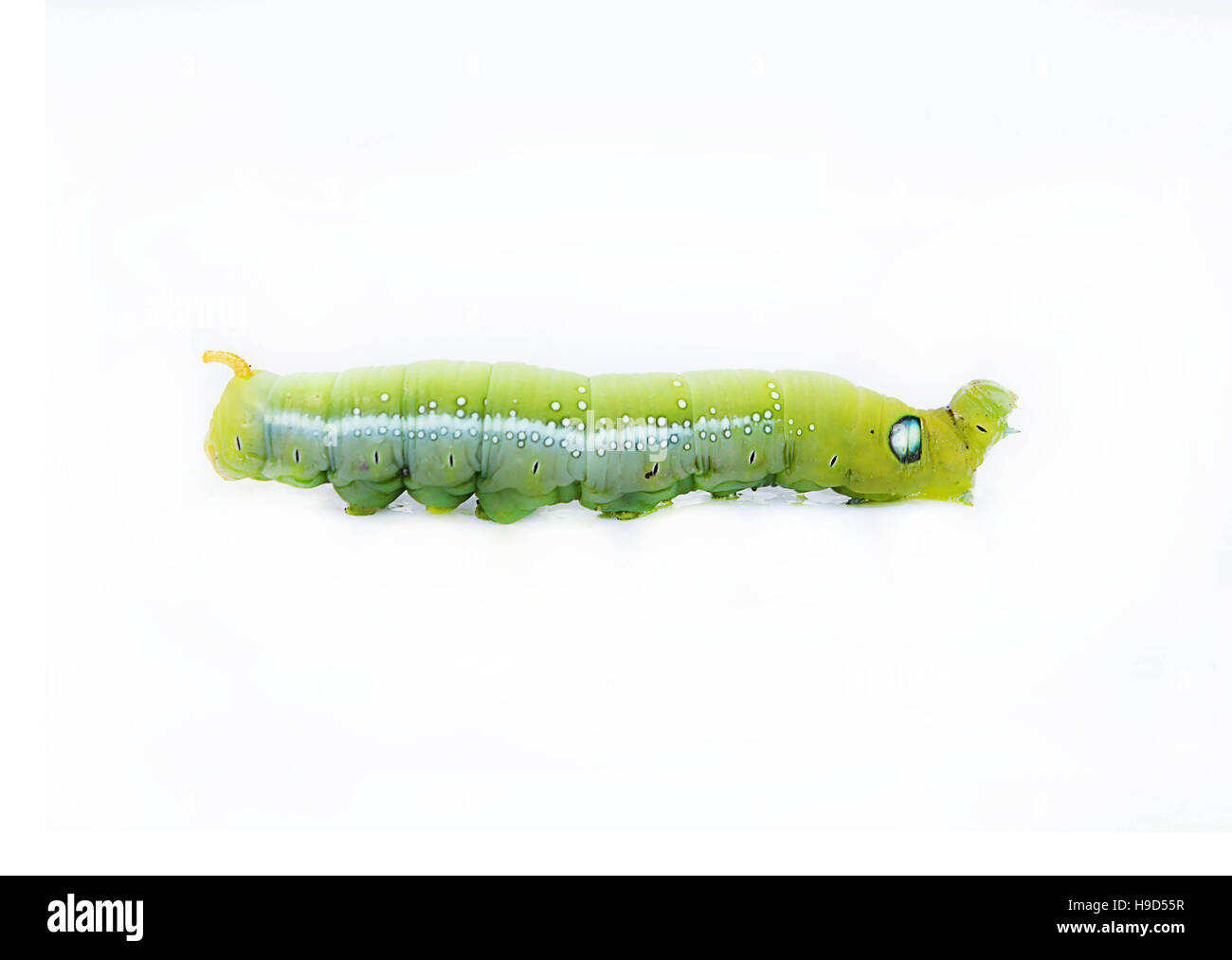 The green worm on white background ,The green caterpillars ...
