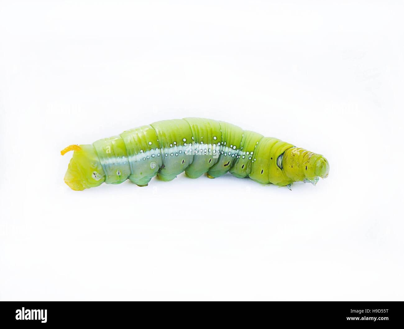 The green worm on white background ,The green caterpillars ...