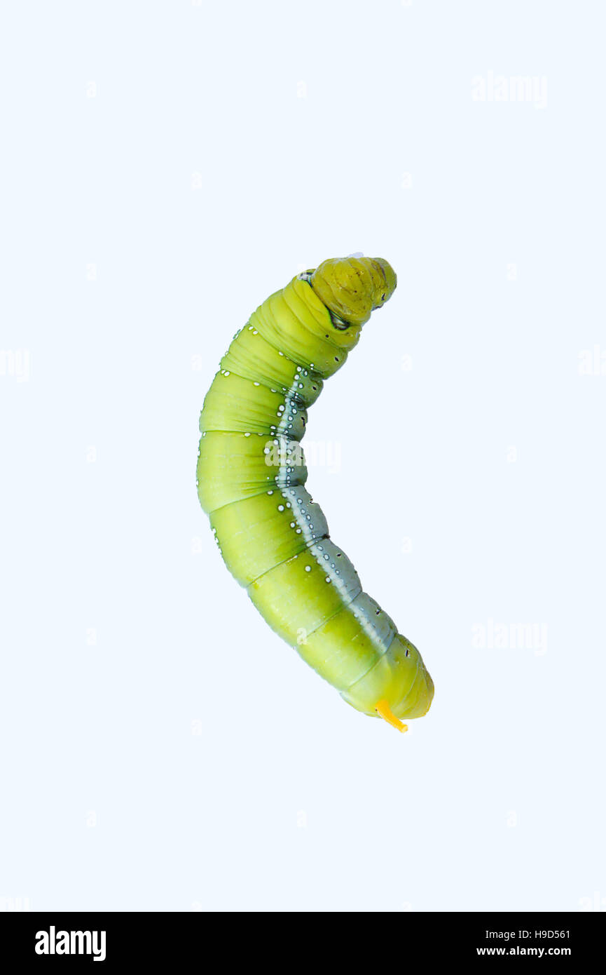 The green worm on white background ,The green caterpillars ...