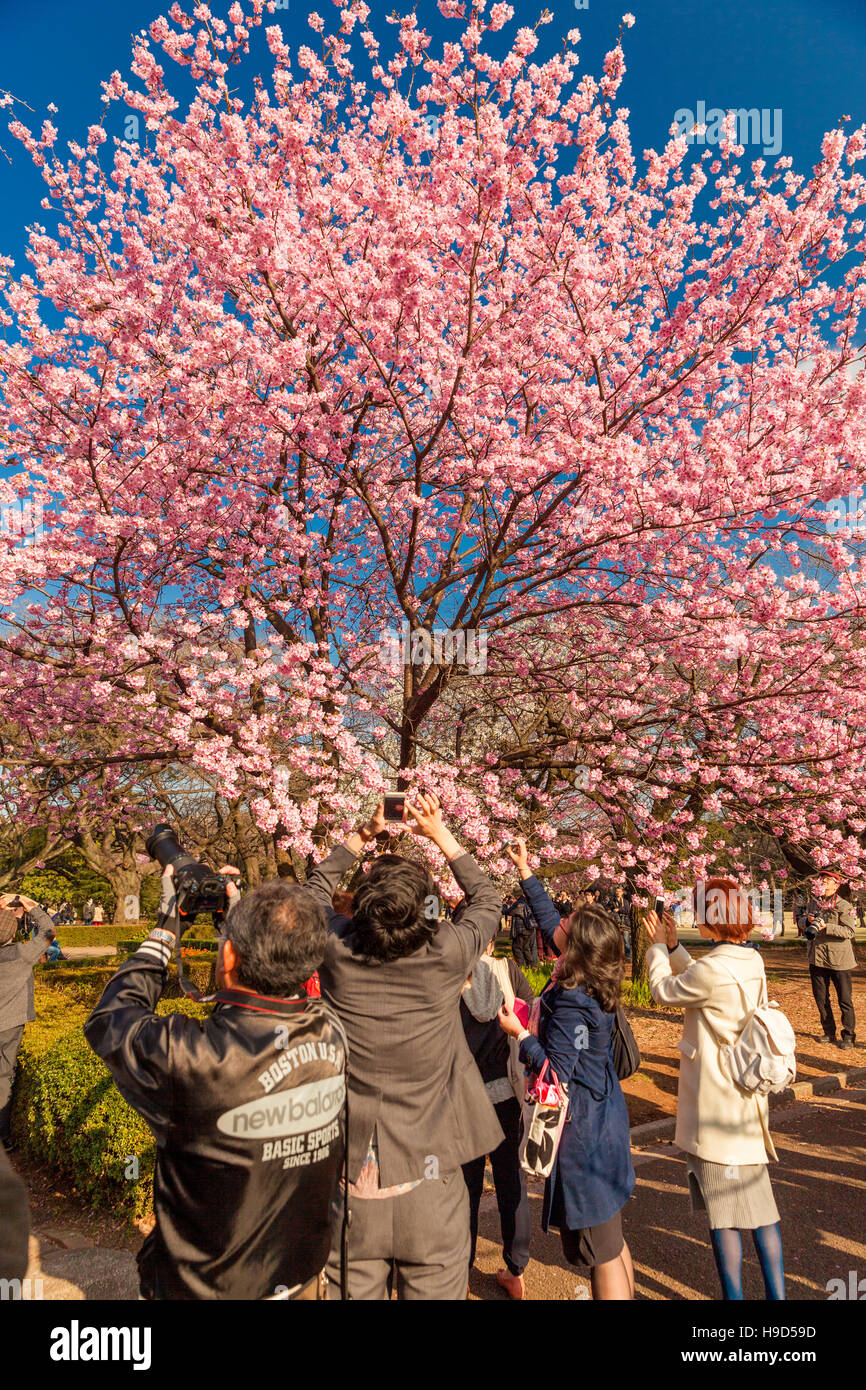 People photographing cherry blossom in Japan Stock Photo - Alamy