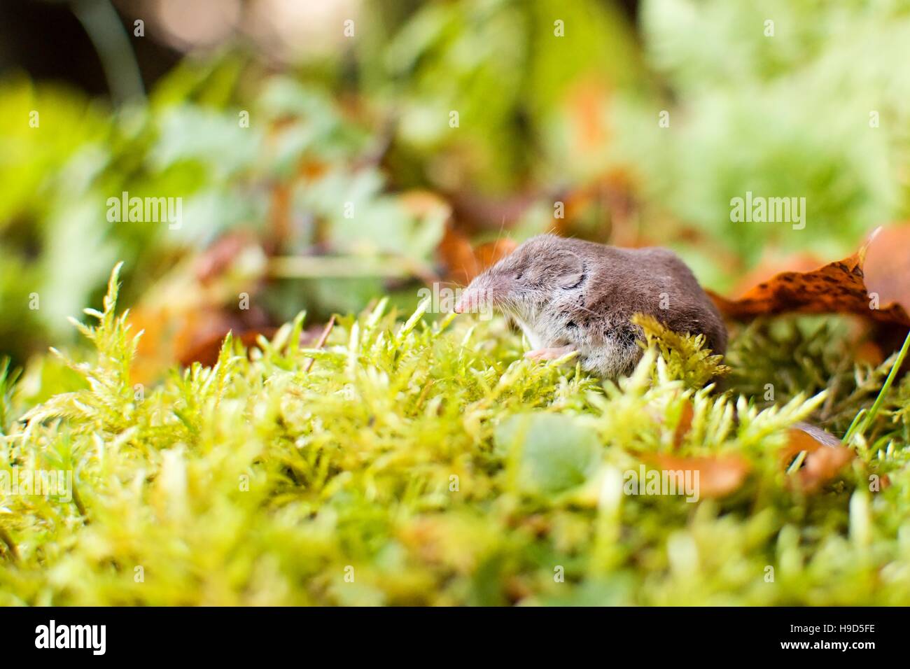 Shrew garden hi-res stock photography and images - Alamy