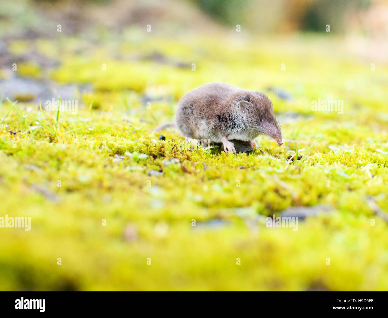 Shrew mouse hi-res stock photography and images - Alamy
